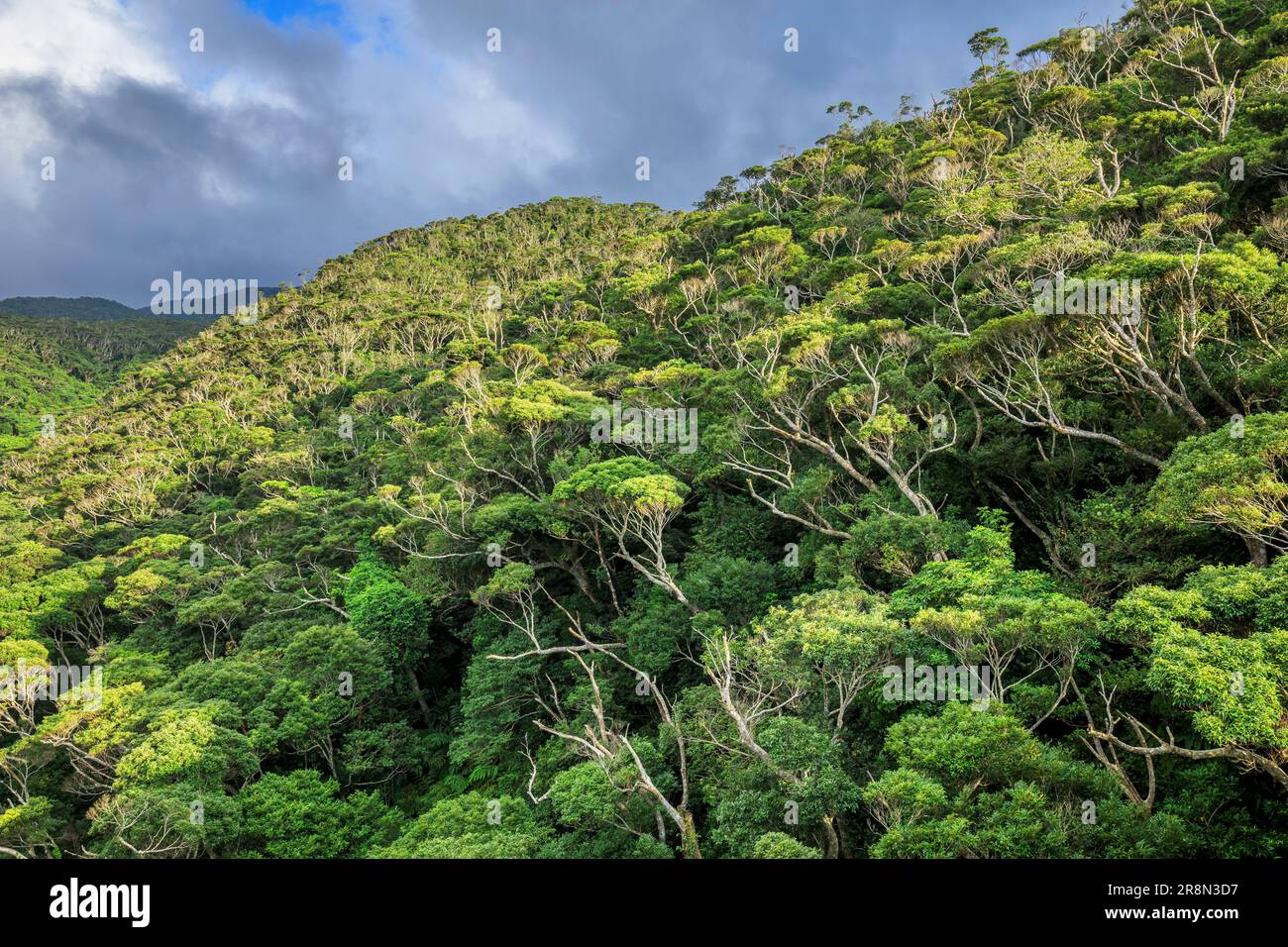 Yanbaru no mori hi-res stock photography and images - Alamy
