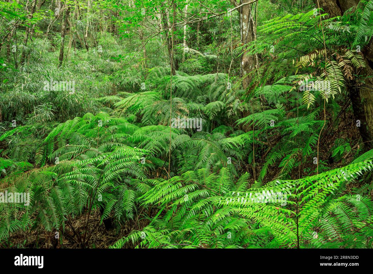 Yanbaru no mori hi-res stock photography and images - Alamy