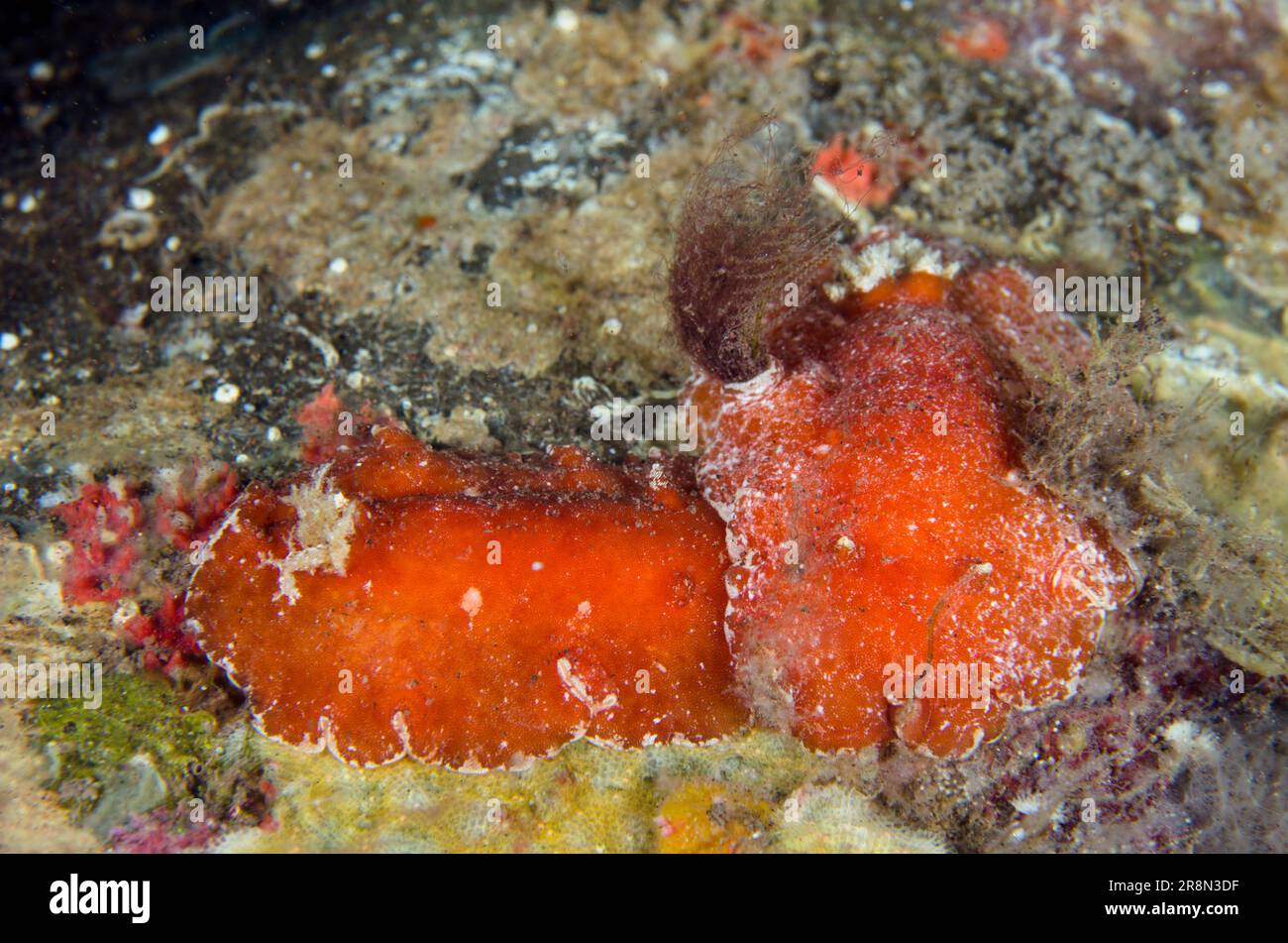 Pair of Red Platydoris Nudibranch, Platydoris sanguinea, Batu Niti dive ...