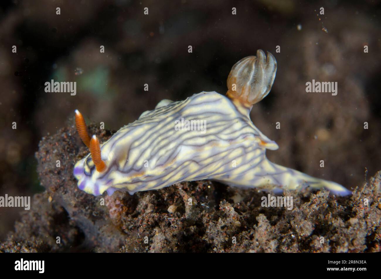 Black-striped Hypselodoris Nudibranch, Hypselodoris nigrostriata, Batu ...