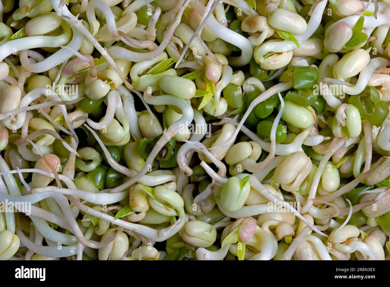 Mung beans, sprouts (Vigna mungo) (Phaseolus mungo), Jerusalem beans ...