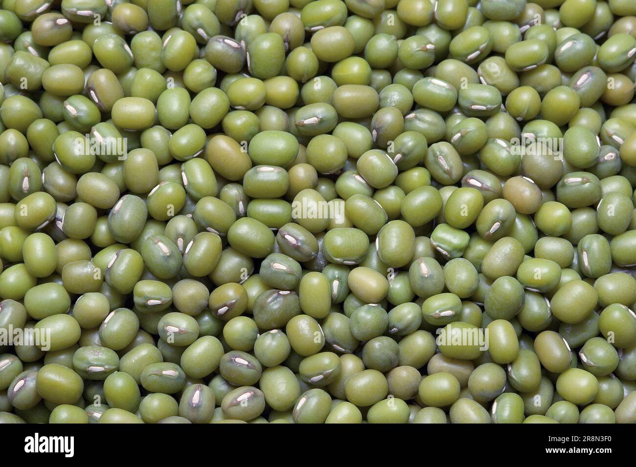 Mung beans, dry (Vigna mungo) (Phaseolus mungo), Jerusalem beans ...