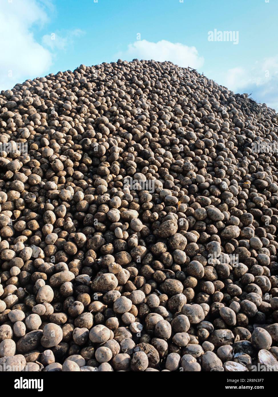 Potato Pile, Potato, Potatoes (Solanum tuberosum), Pile, Potato Harvesting Stock Photo - Alamy