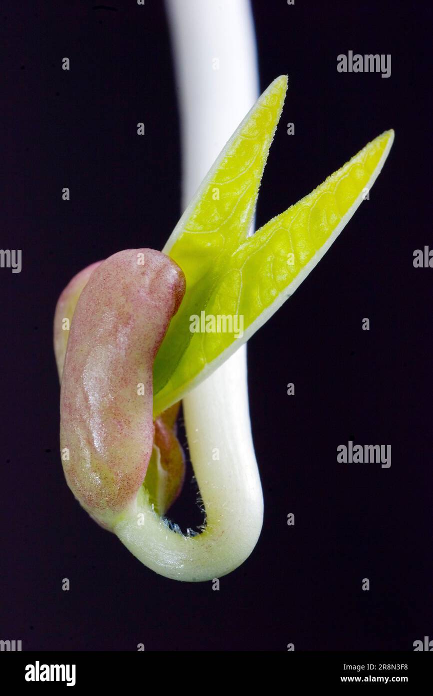 Mung beans, shoots (Vigna mungo) (Phaseolus mungo), Jerusalem beans ...