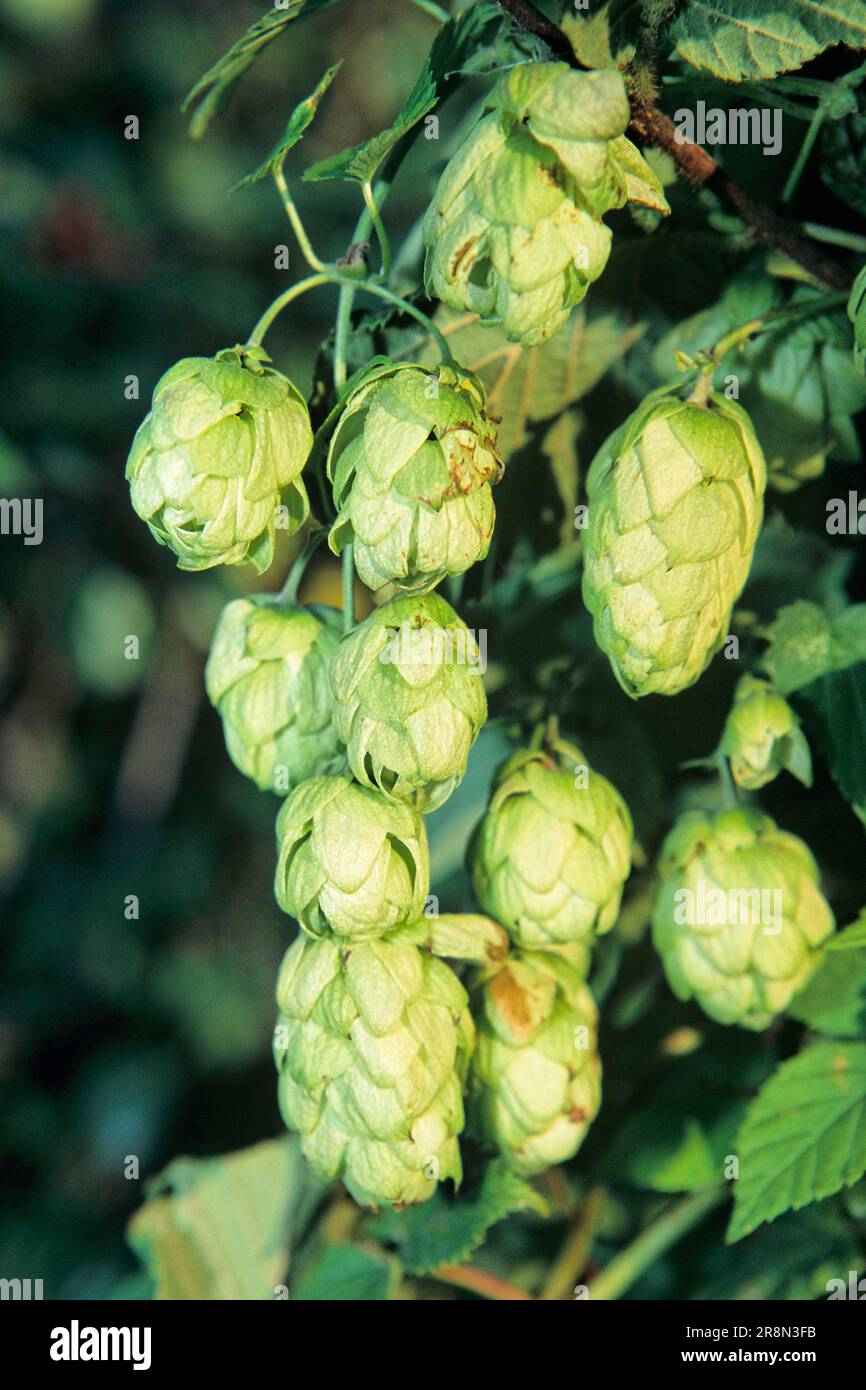 Common hop (Humulus lupulus), Germany Stock Photo - Alamy