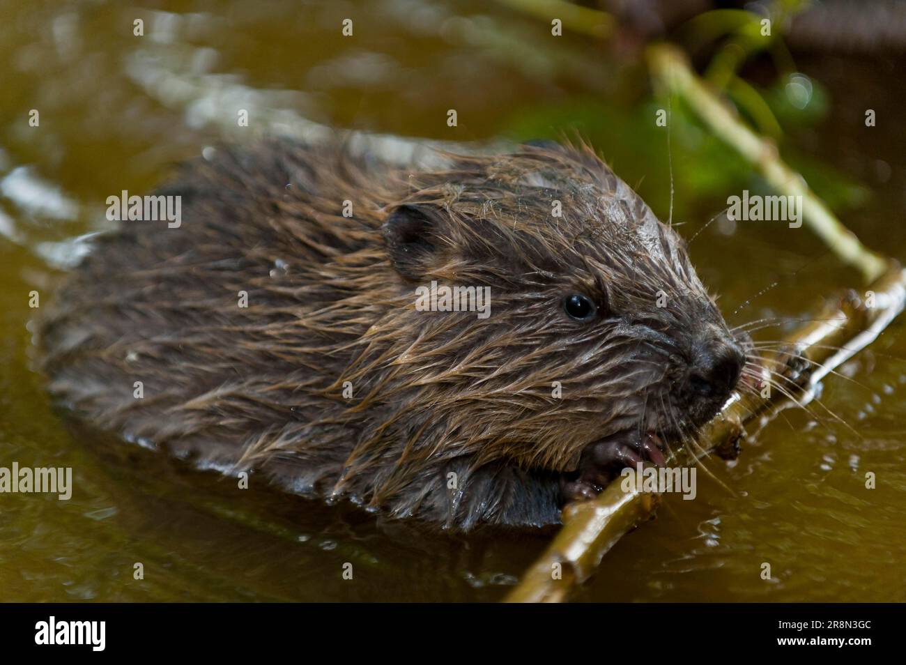 European beaver (Castor fiber), juvenile, Rosenheim, Bavaria, Germany ...