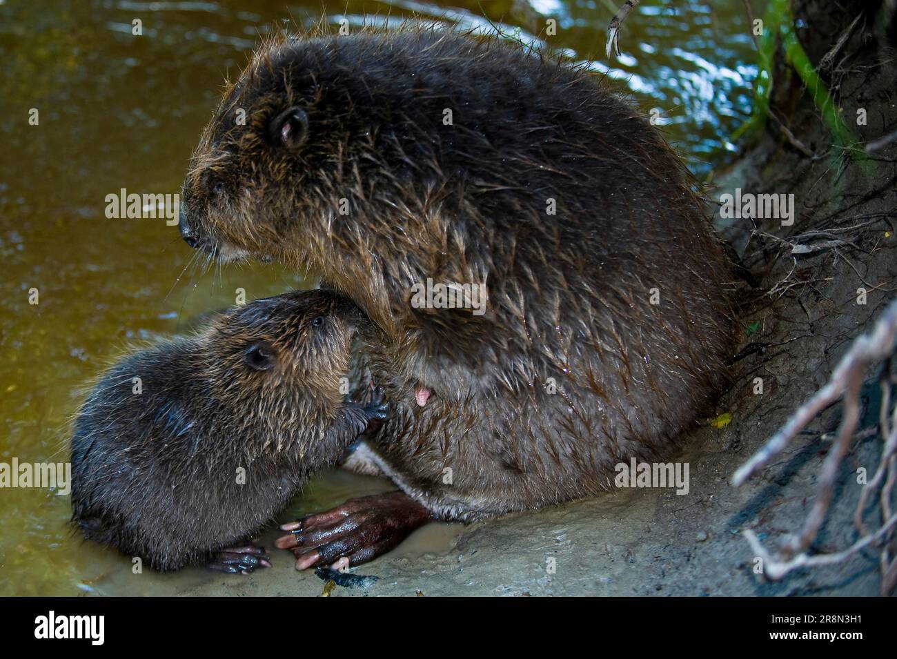 Female beaver castor fiber hi-res stock photography and images - Alamy