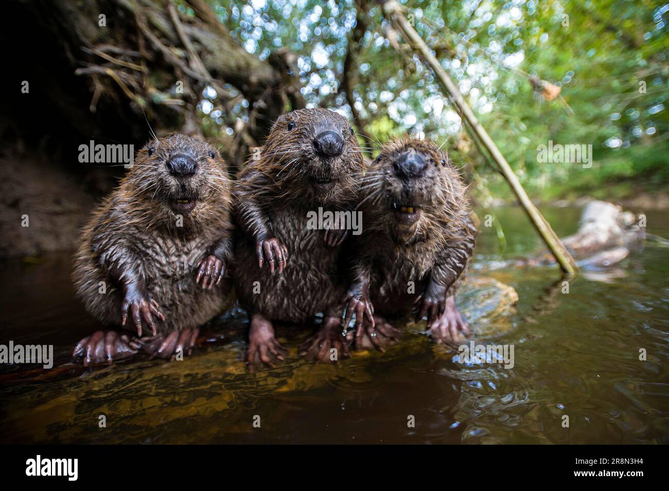 European beaver (Castor fiber), young, Rosenheim, Bavaria, Germany ...