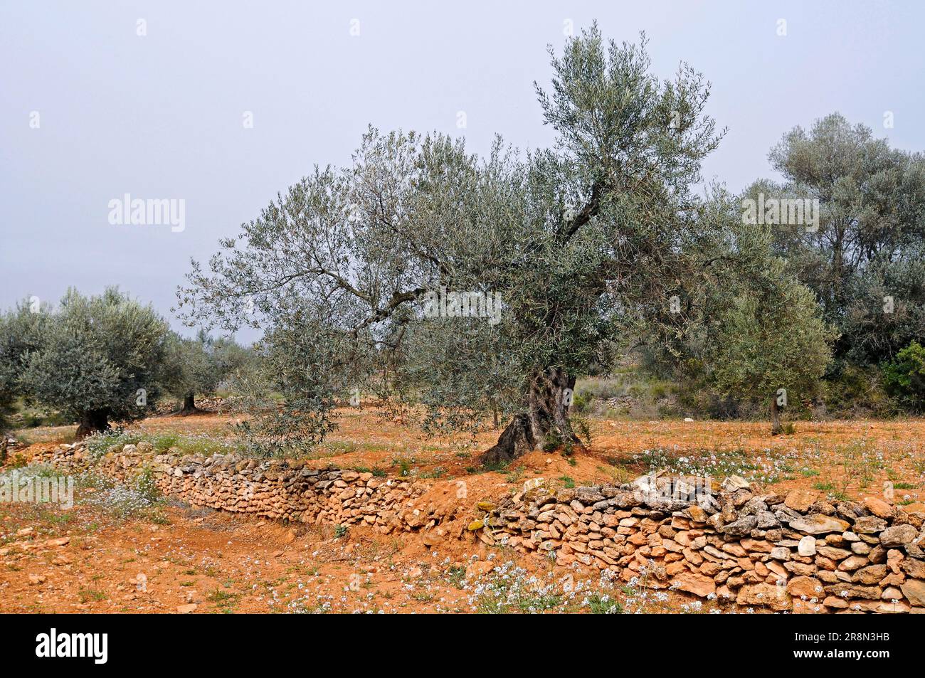 Olive trees, Sant Mateu (Olea europea), Spain Stock Photo - Alamy
