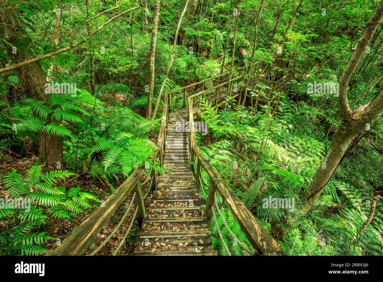 Yanbaru Learning Forest Stock Photo - Alamy