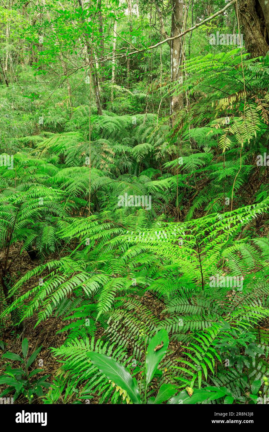 Yanbaru no mori hi-res stock photography and images - Alamy