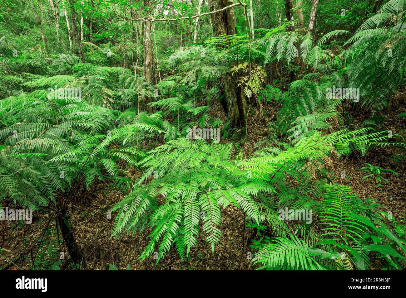 Yanbaru no mori hi-res stock photography and images - Alamy