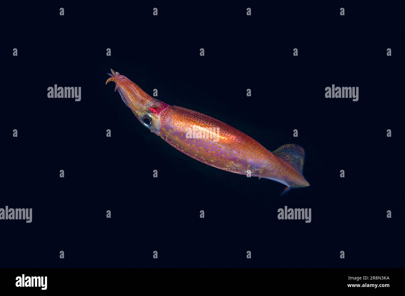 Squid, Loliginidae Family, floating in water column, Blackwater night ...
