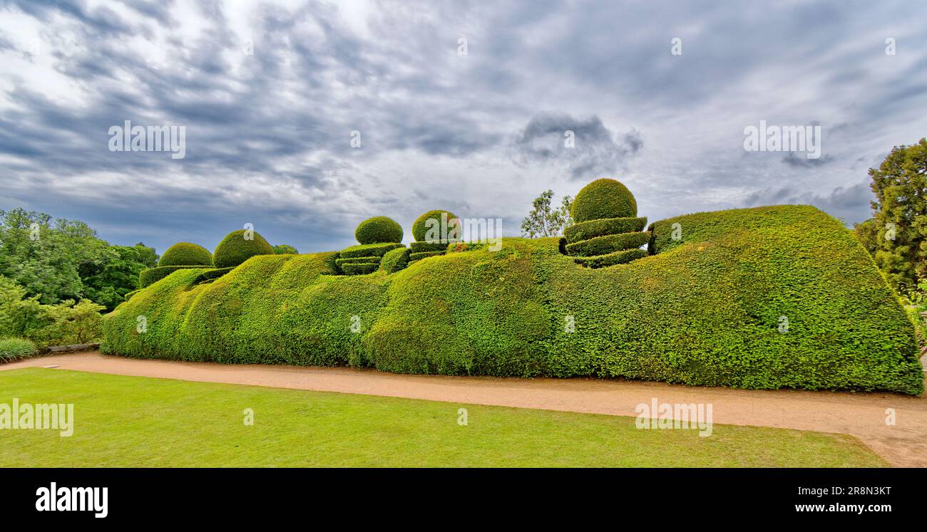 Crathes Castle Banchory Aberdeenshire Scotland the long large topiary ...