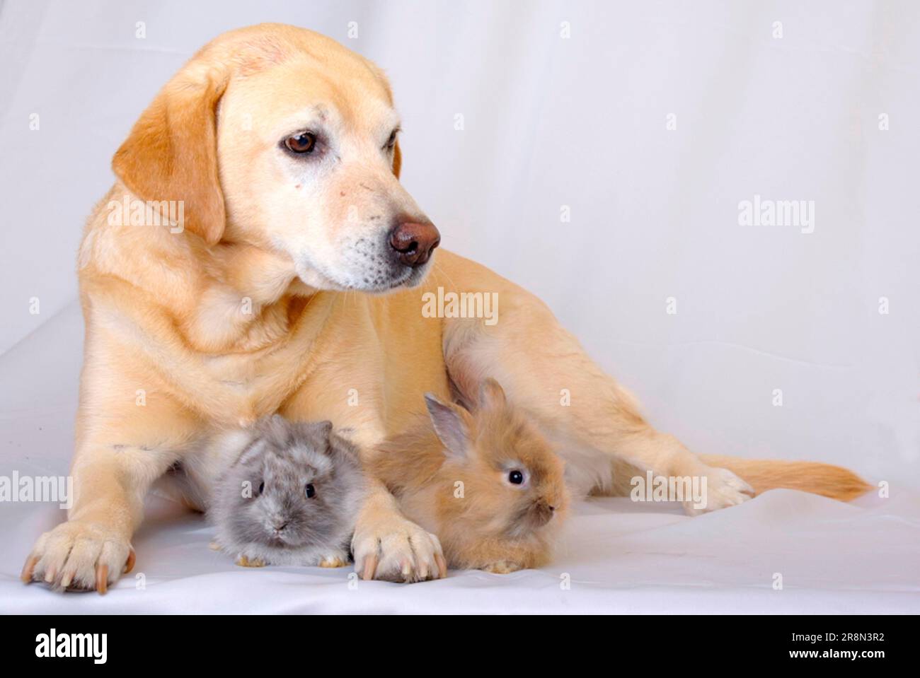 Labrador retriever with lion head rabbit, lion mane dwarf rabbit, lion ...