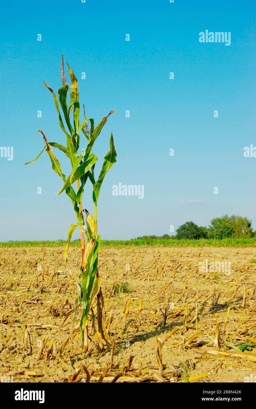 Harvested maize field (Zea mays) one plant left, maize Stock Photo - Alamy