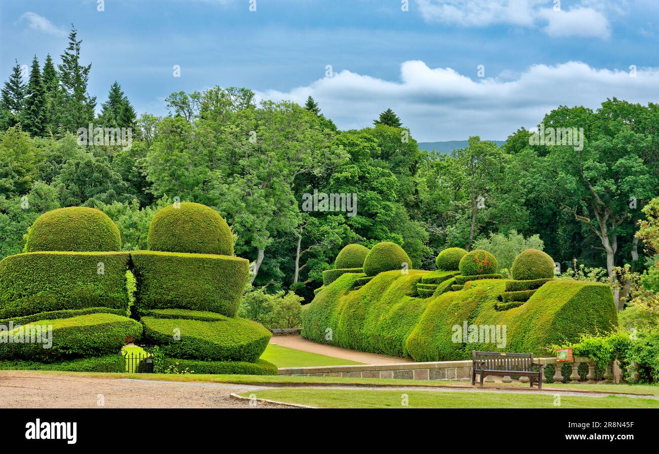 Crathes Castle Banchory Aberdeenshire Scotland the topiary yew hedges ...