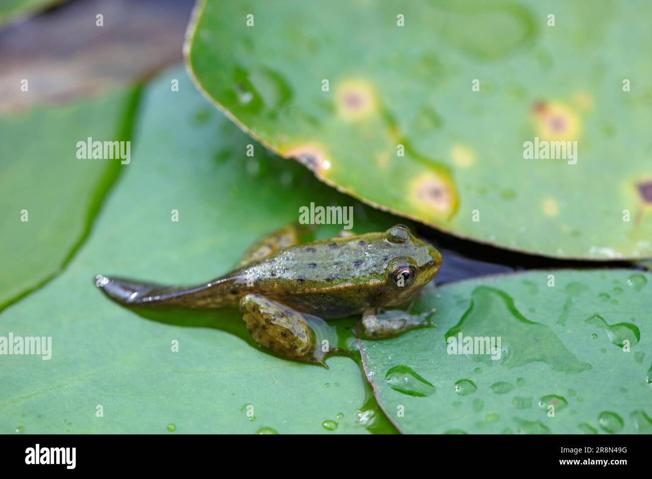 Water frog, pond frog (Rana esculenta), young animal with tail, Germany Stock Photo - Alamy