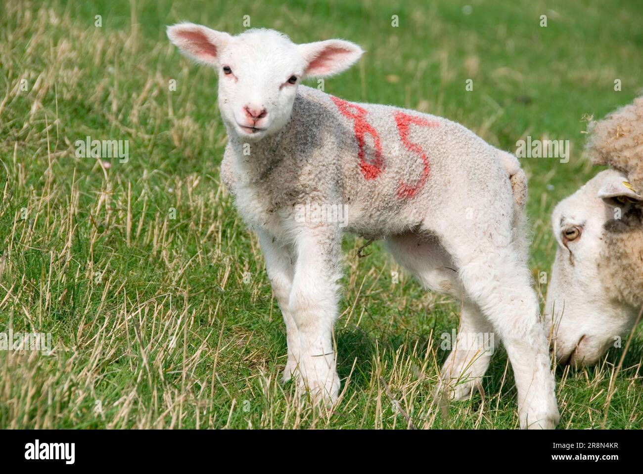 Domestic sheep, lamb with number, sheep, sheep Stock Photo - Alamy