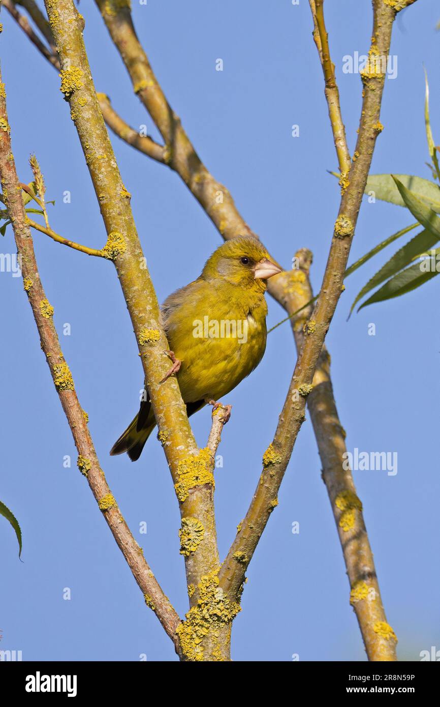 Male and female greenfinches hi-res stock photography and images - Alamy