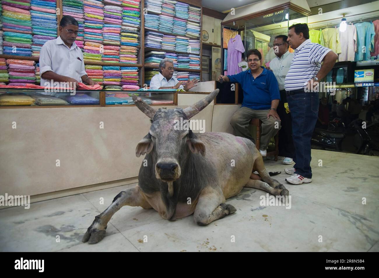 Sacred cow in textile shop, cows, domestic cattle, old city, Varanasi, Benares, Uttar Pradesh ...