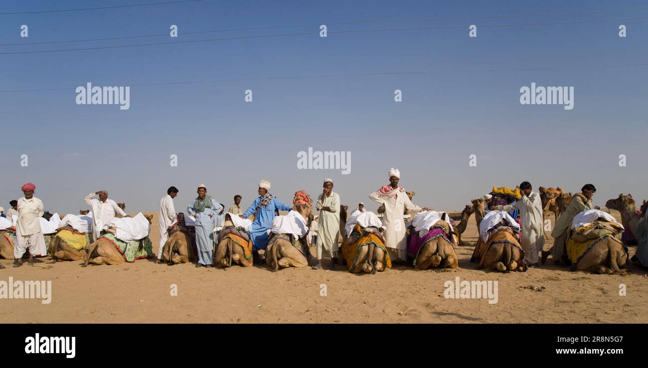 Camel drivers and dromedaries (Camelus dromedarius) in Thar Desert ...