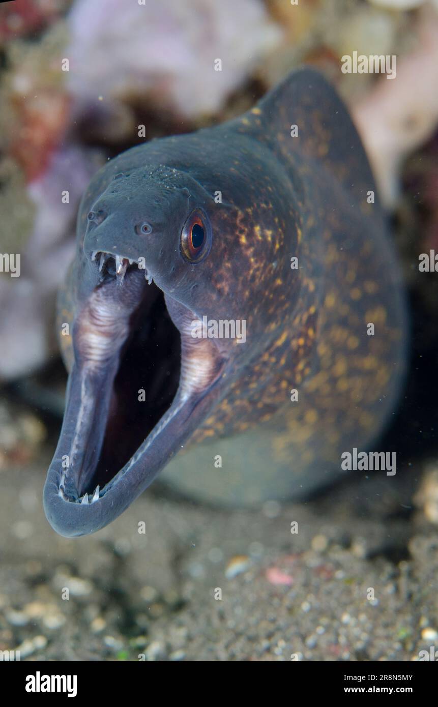 Yellow-edged Moray Eel, Gymnothorax flavimarginatus, with open mouth ...