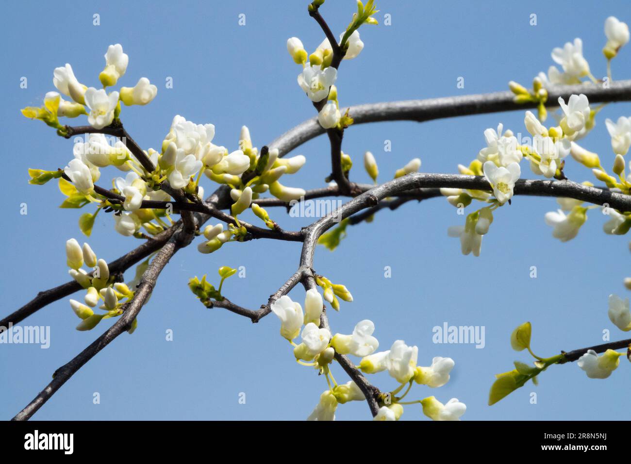 Cercis canadensis White-flowered Eastern Redbud, Cercis "Royal White ...