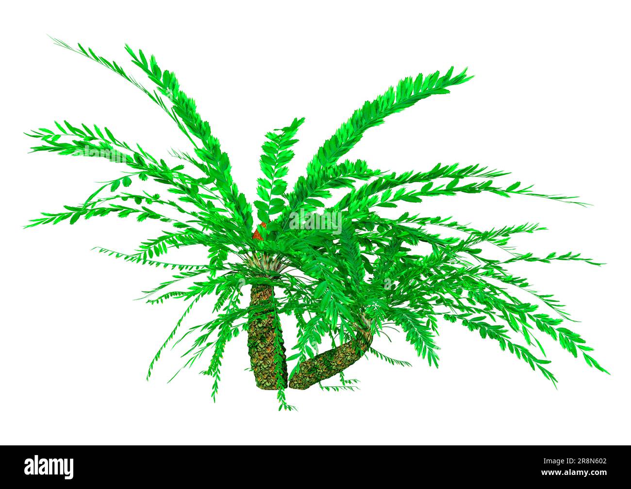 3D rendering of a green Encephalartos ferox cycad isolated on white ...