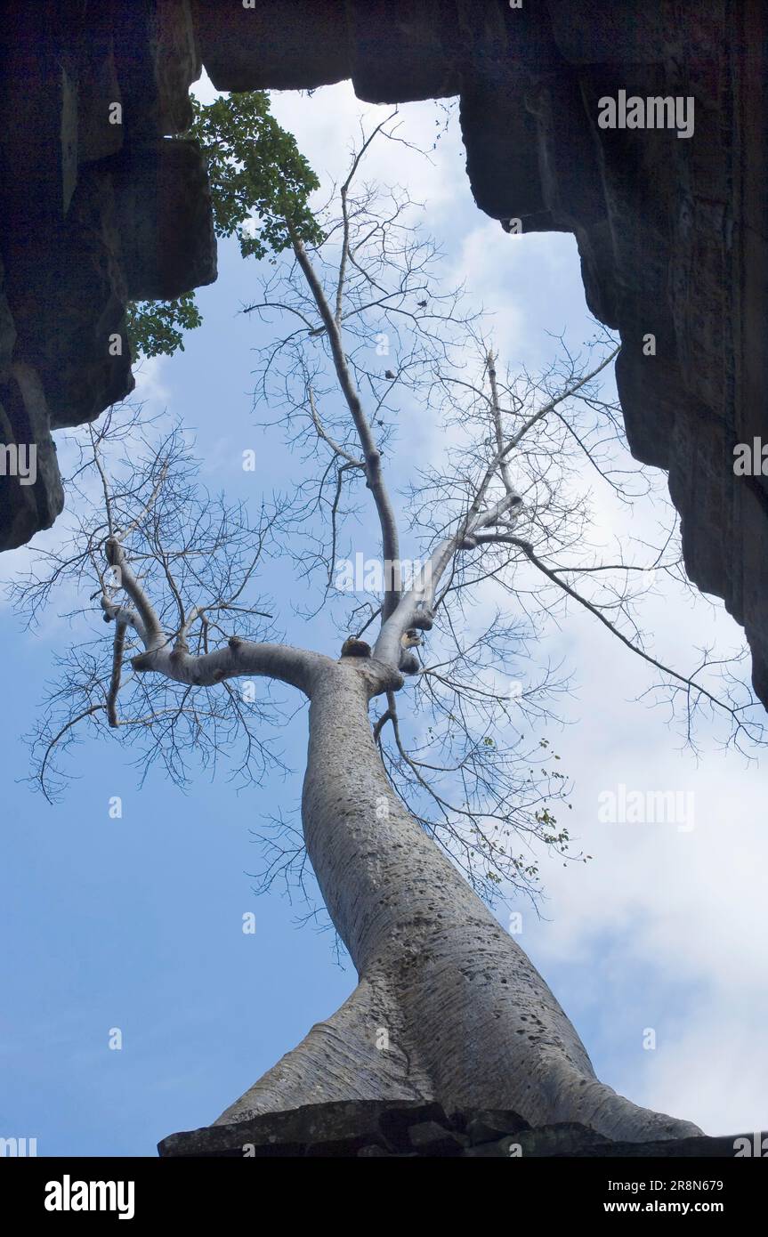 Kapok tree invading ruins of Preah Khan temple, Angkor, Siem Reap ...