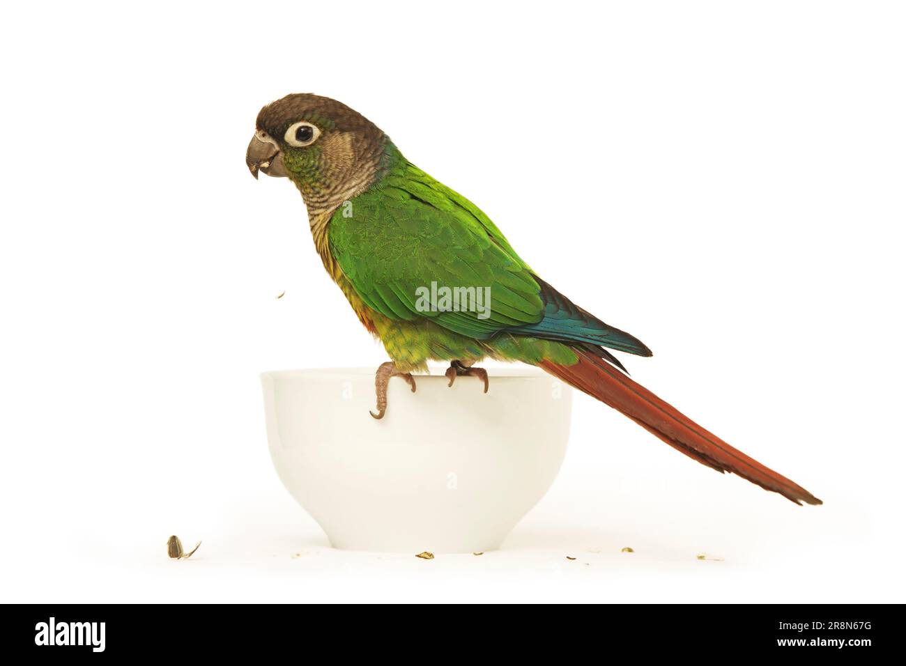 Green-cheeked Red-tailed Parakeet on feeding dish (Pyrrhura molinae ...