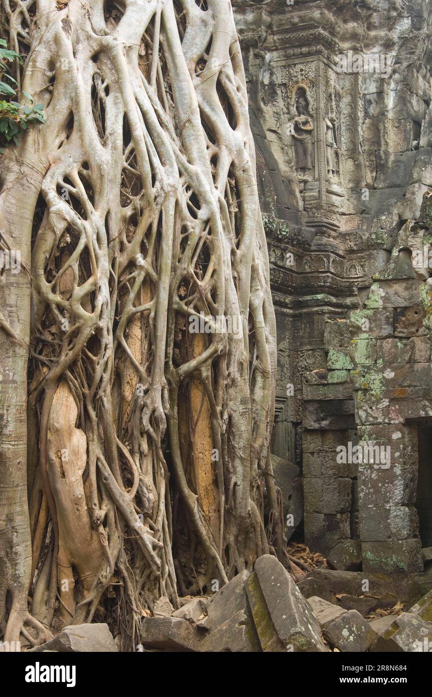 Kapok tree growing among ruins of Ta Som temple, Angkor, Siem silk ...