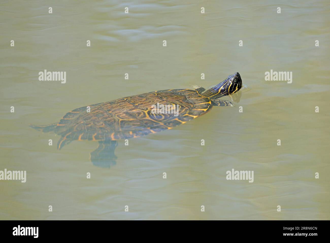 Red-eared Turtle (Trachemys scripta elegans) (Pseudemys scripta elegans ...