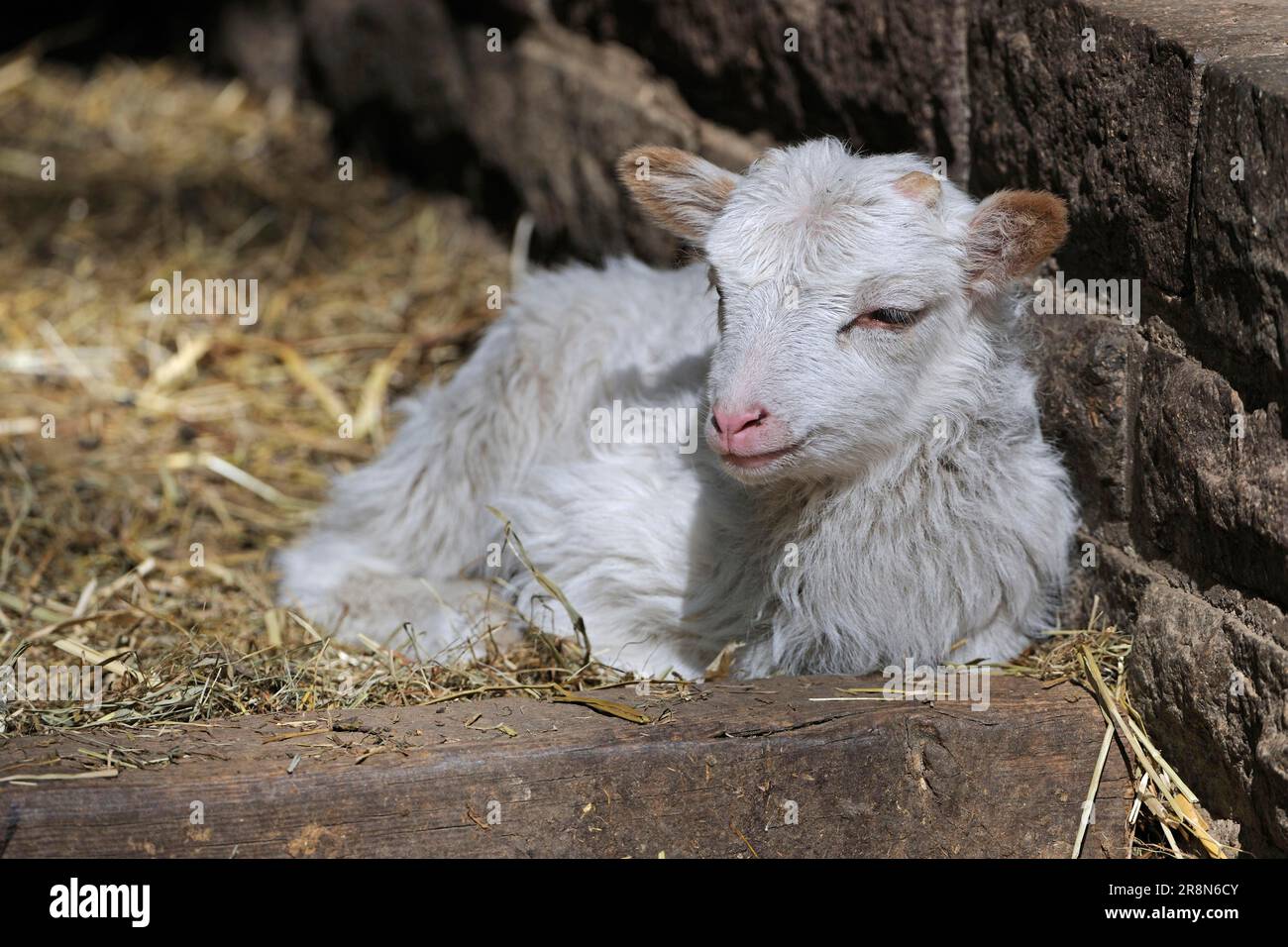 Skudde, Lamb, Sheep, Sheep Stock Photo - Alamy