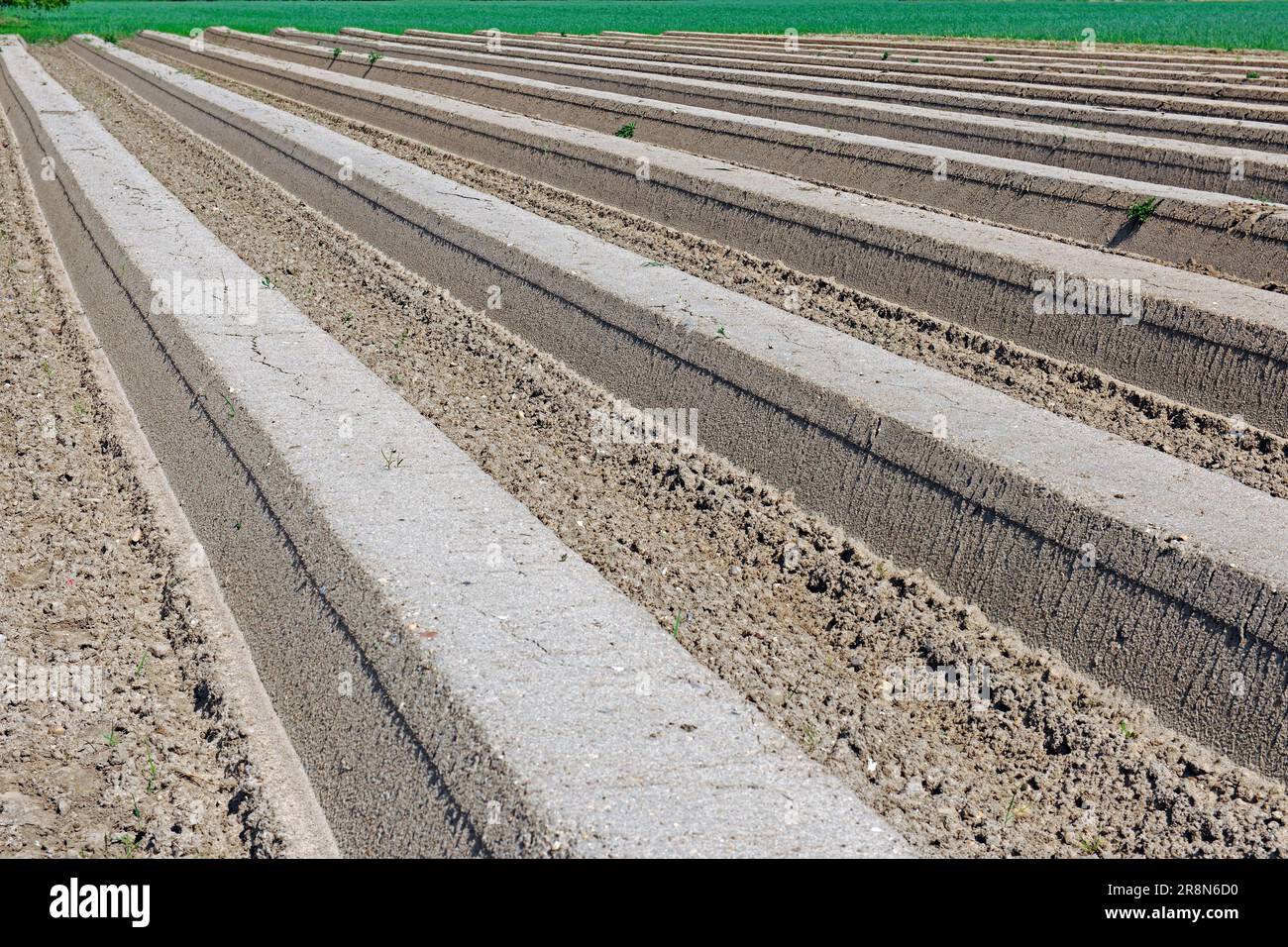 Asparagus field, asparagus cultivation, asparagus Stock Photo - Alamy