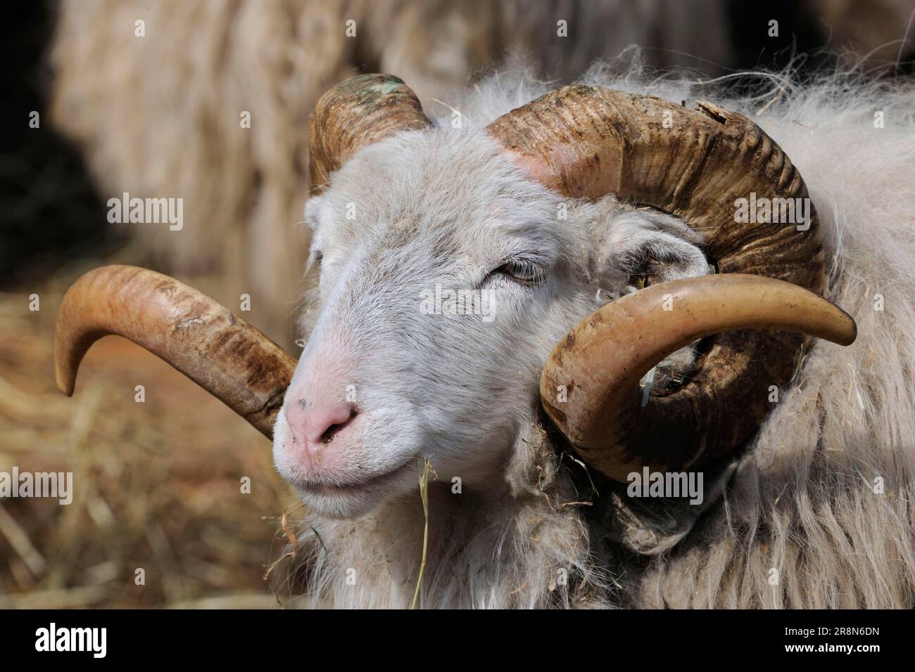 Domestic sheep, ram Stock Photo - Alamy
