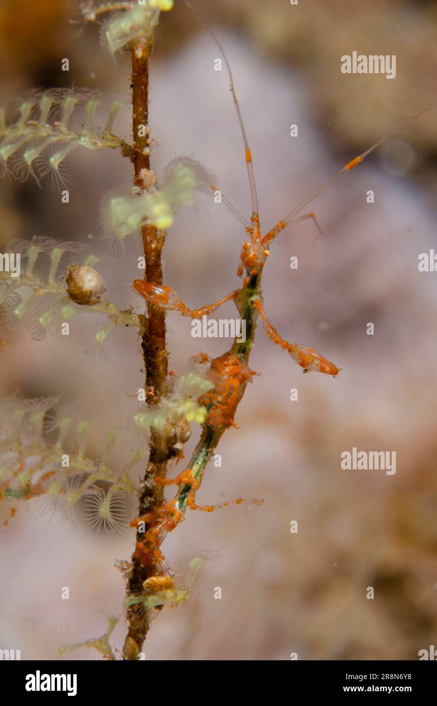 Yellow banded skeleton hi-res stock photography and images - Alamy