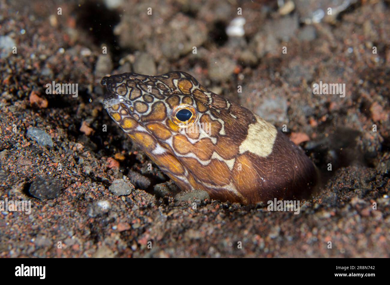 Napoleon Snake Eel, Ophichthus bonaparti, night dive, Seraya Secrets ...