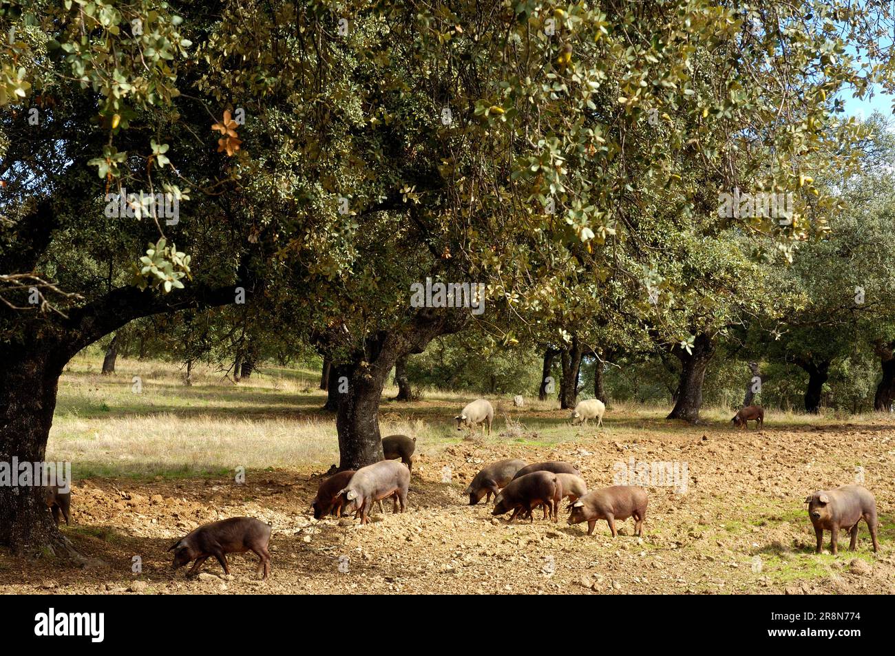 Iberian range hi-res stock photography and images - Alamy