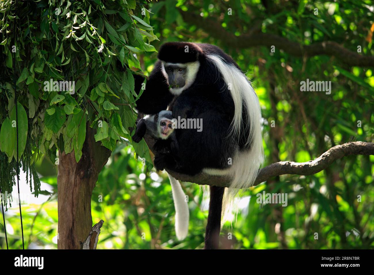 Angolan Black-and-White Colobus (Colobus angolensis) Monkey, female ...