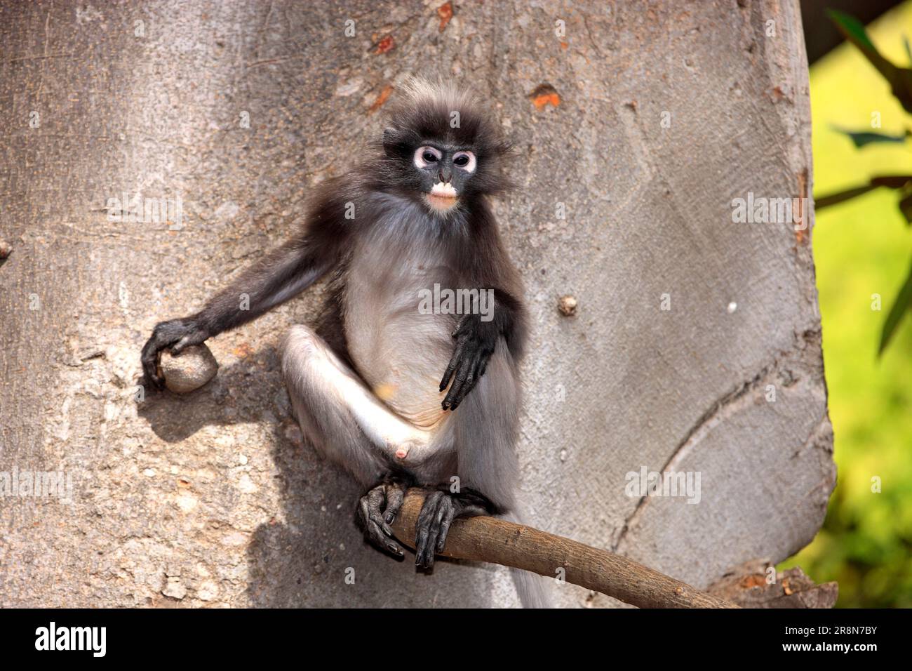 Dusky Leaf Monkey (Trachypithecus obscurus), male (Presbytis obscura ...