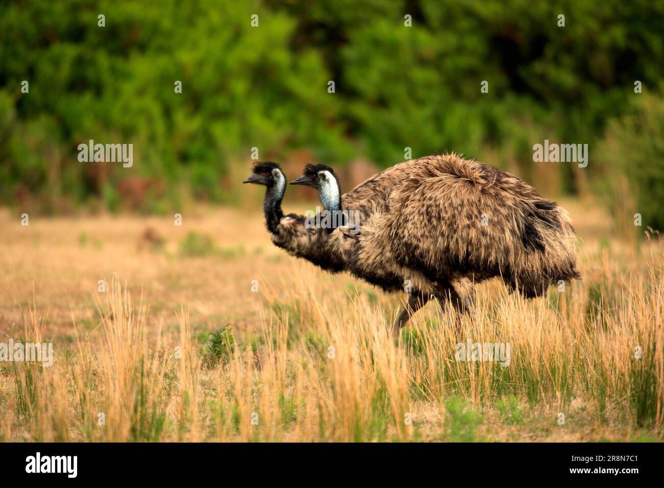 Emus, pair, Wilson Promontory national park, Australia (Dromeius ...