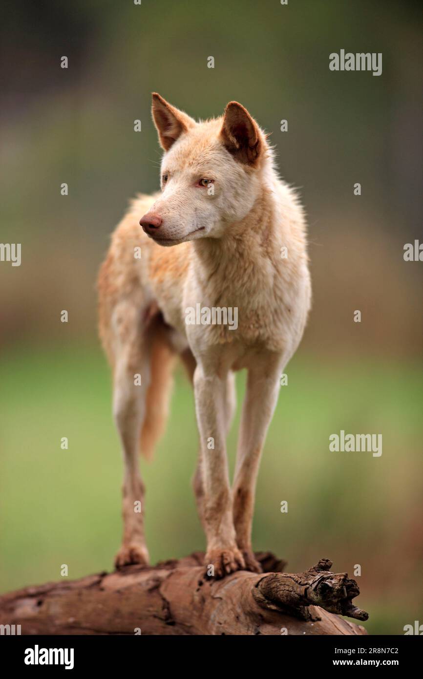 Dingo (Canis familiaris dingo) Australia Stock Photo - Alamy
