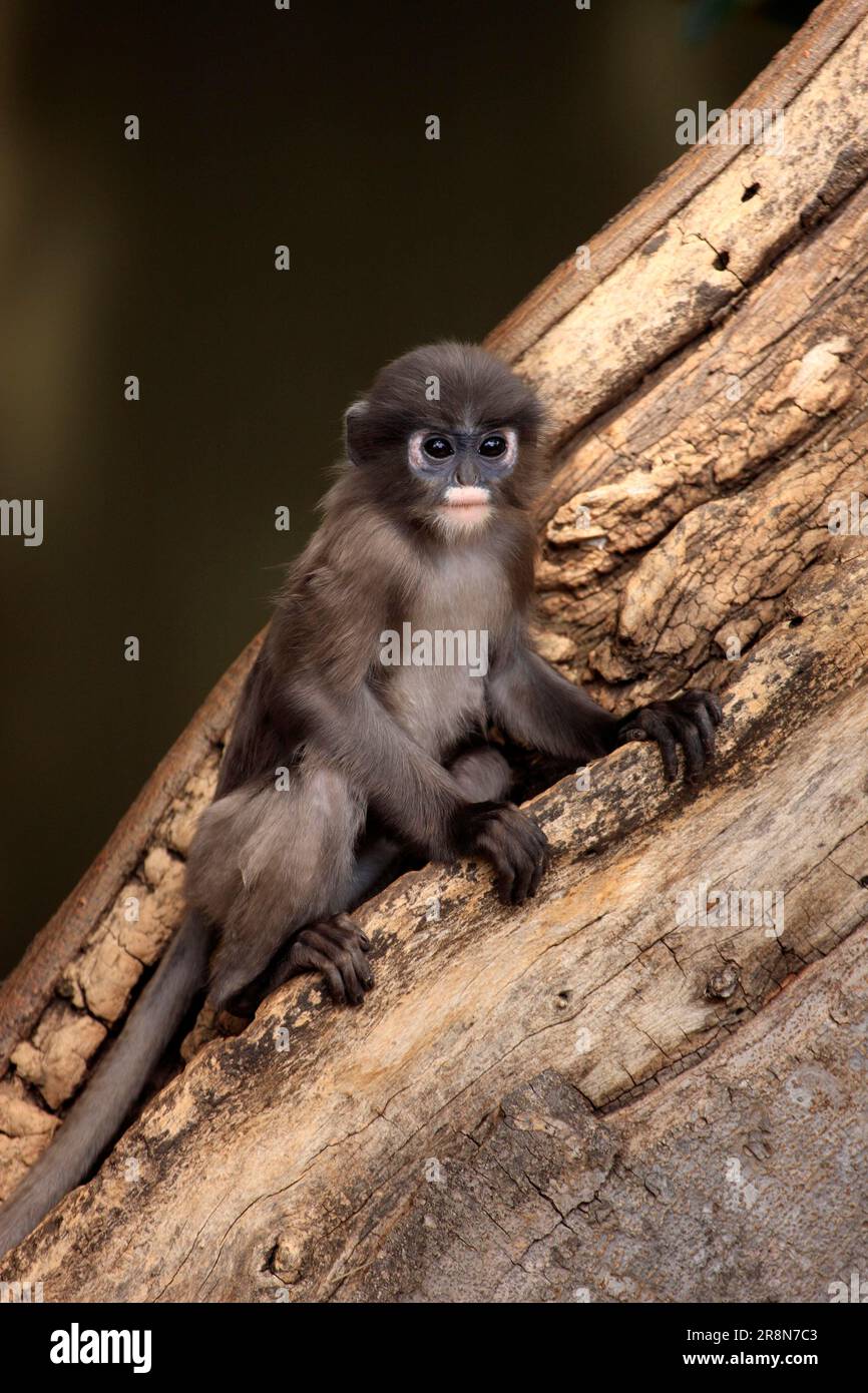 Young Dusky Leaf Monkey (Trachypithecus obscurus) (Presbytis obscura ...