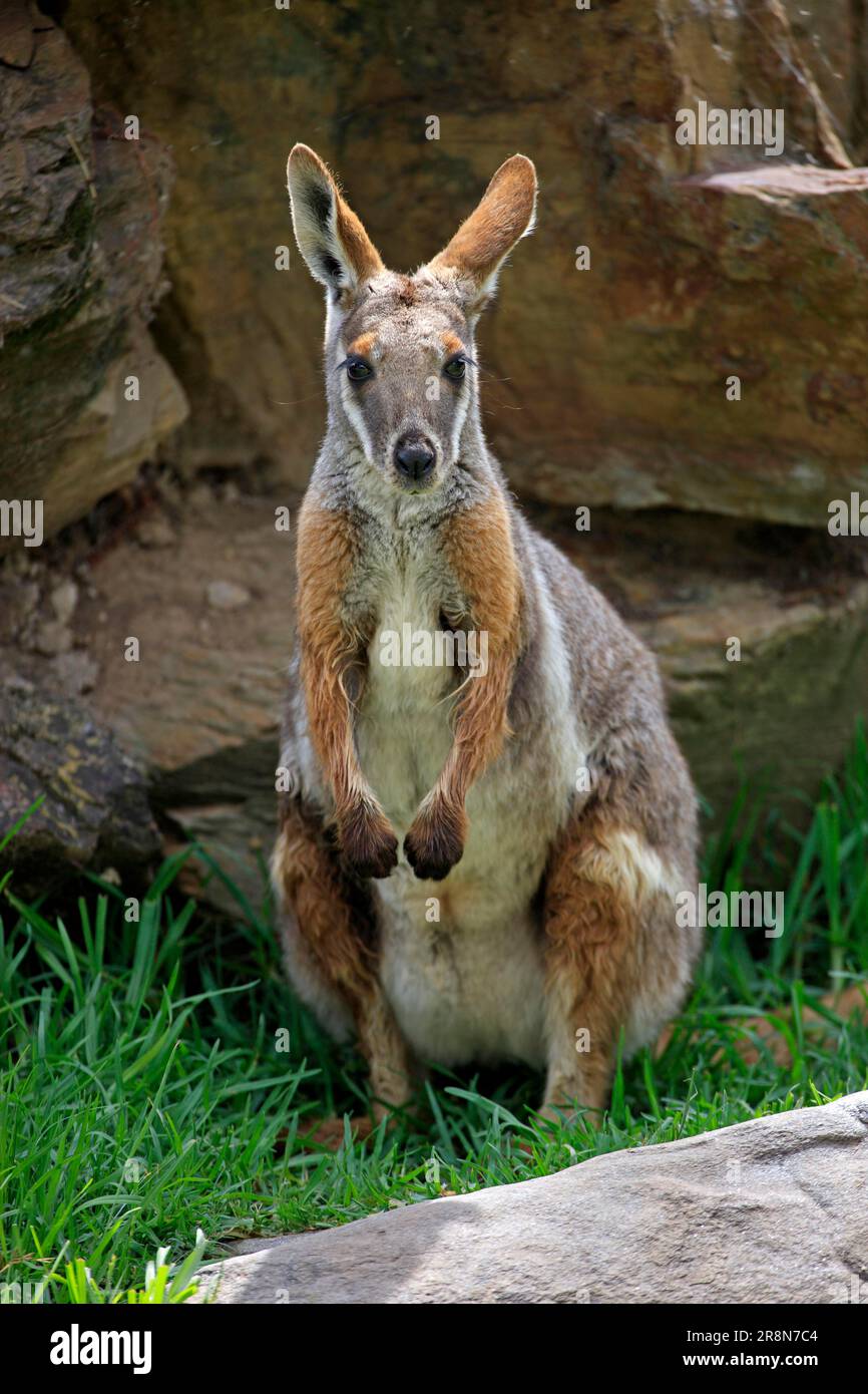 Yellow-footed Rock Wallaby (Petrogale xanthopus), Australia Stock Photo ...