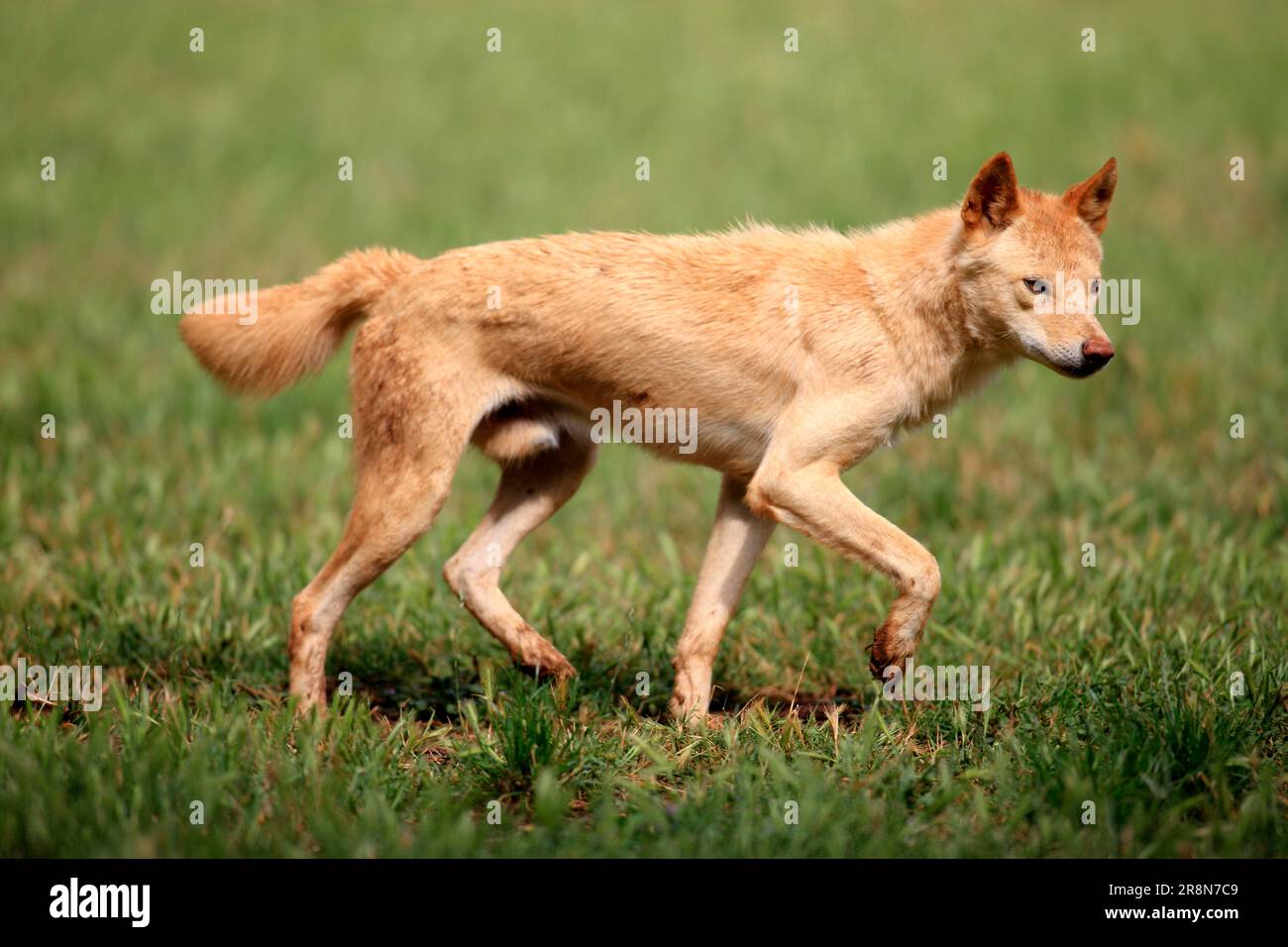 Dingo (Canis familiaris dingo) male, Australia, side Stock Photo - Alamy