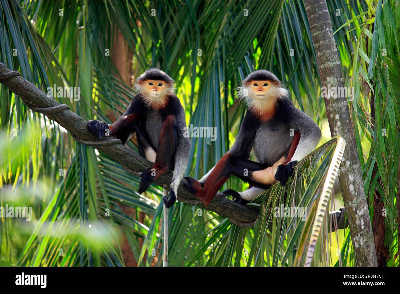 Red-shanked Douc (Pygathrix nemaeus) Langurs Stock Photo - Alamy
