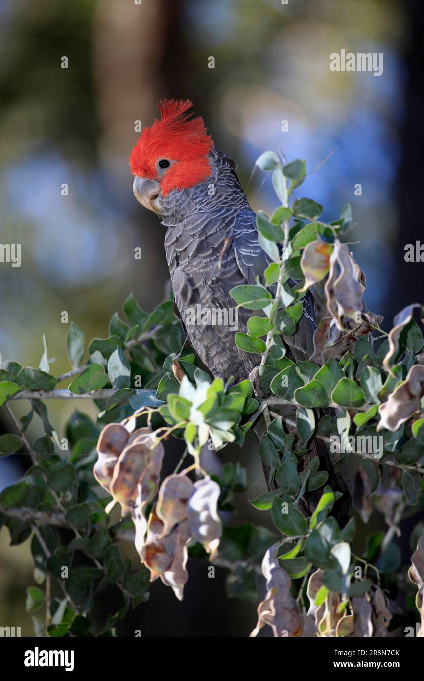 Gang-gang cockatoo (Callocephalon fimbriatum), male, New South Wales ...