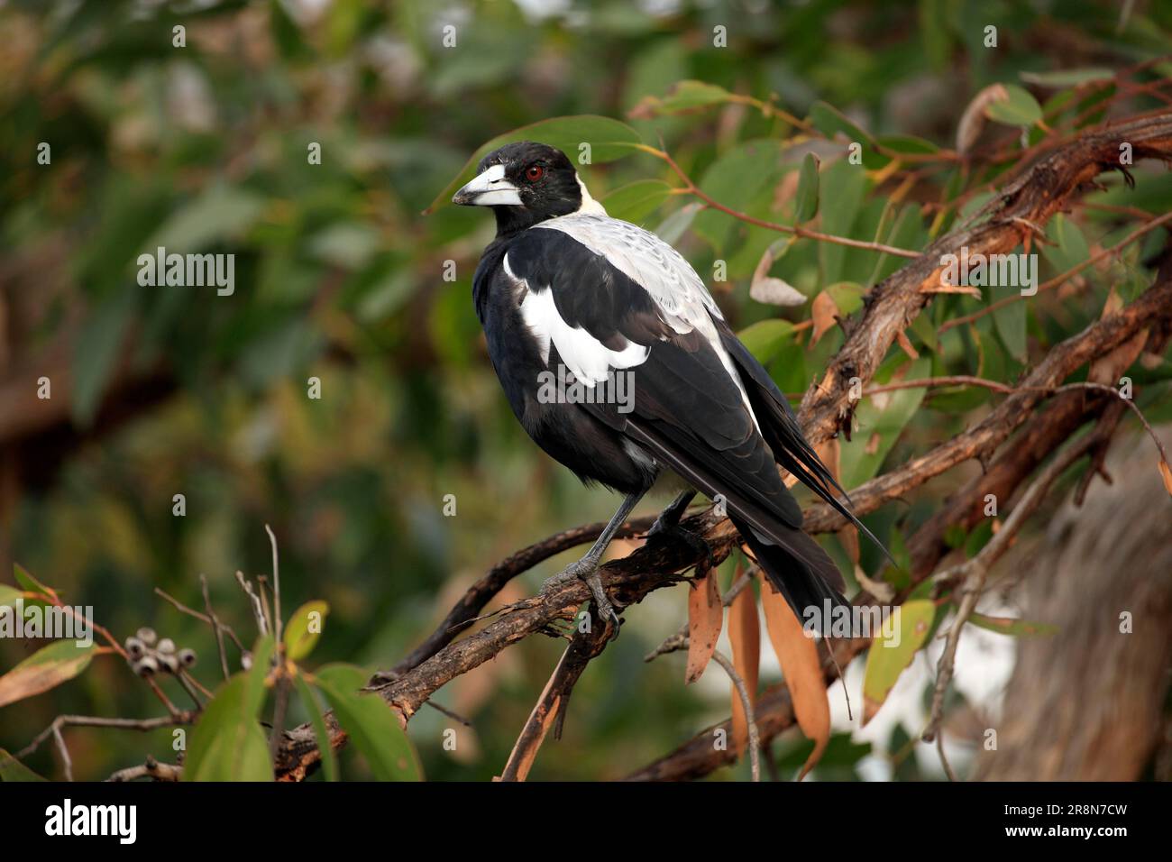 Magpie australia hi-res stock photography and images - Alamy