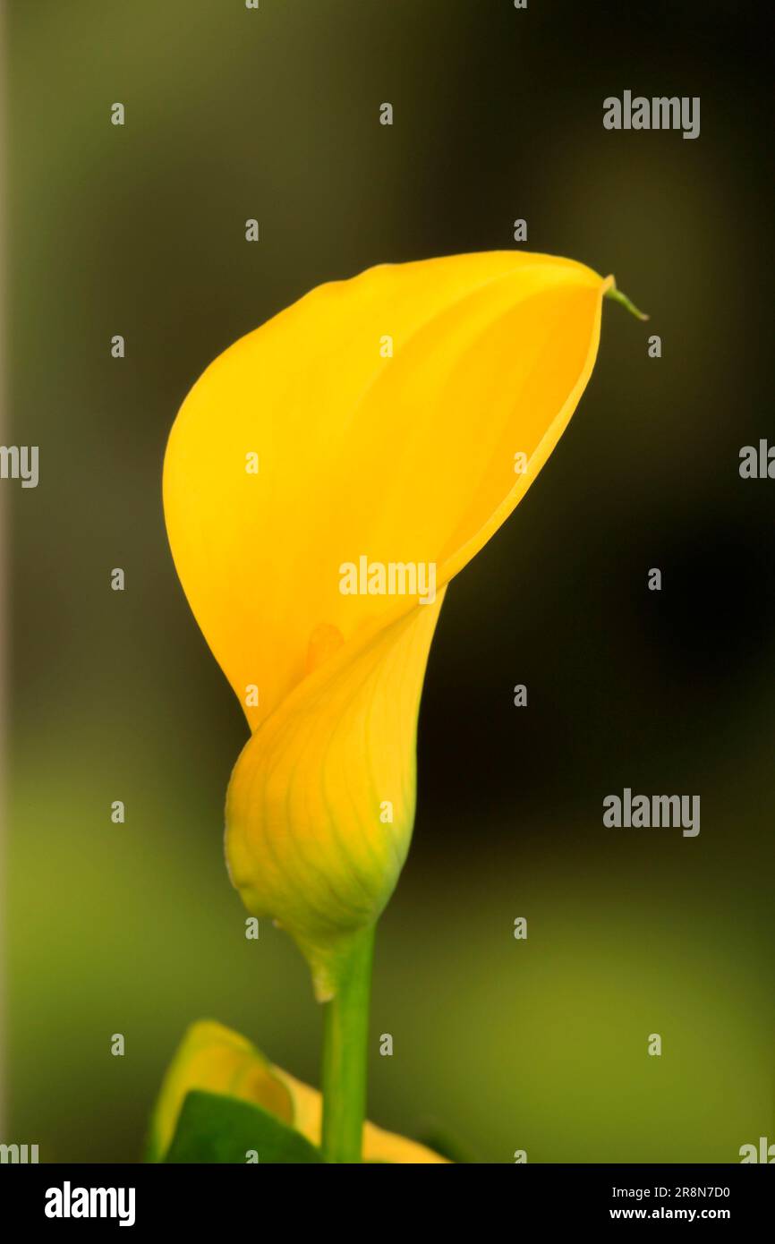 Golden Calla Lily (Zantedeschia elliottiana Stock Photo - Alamy